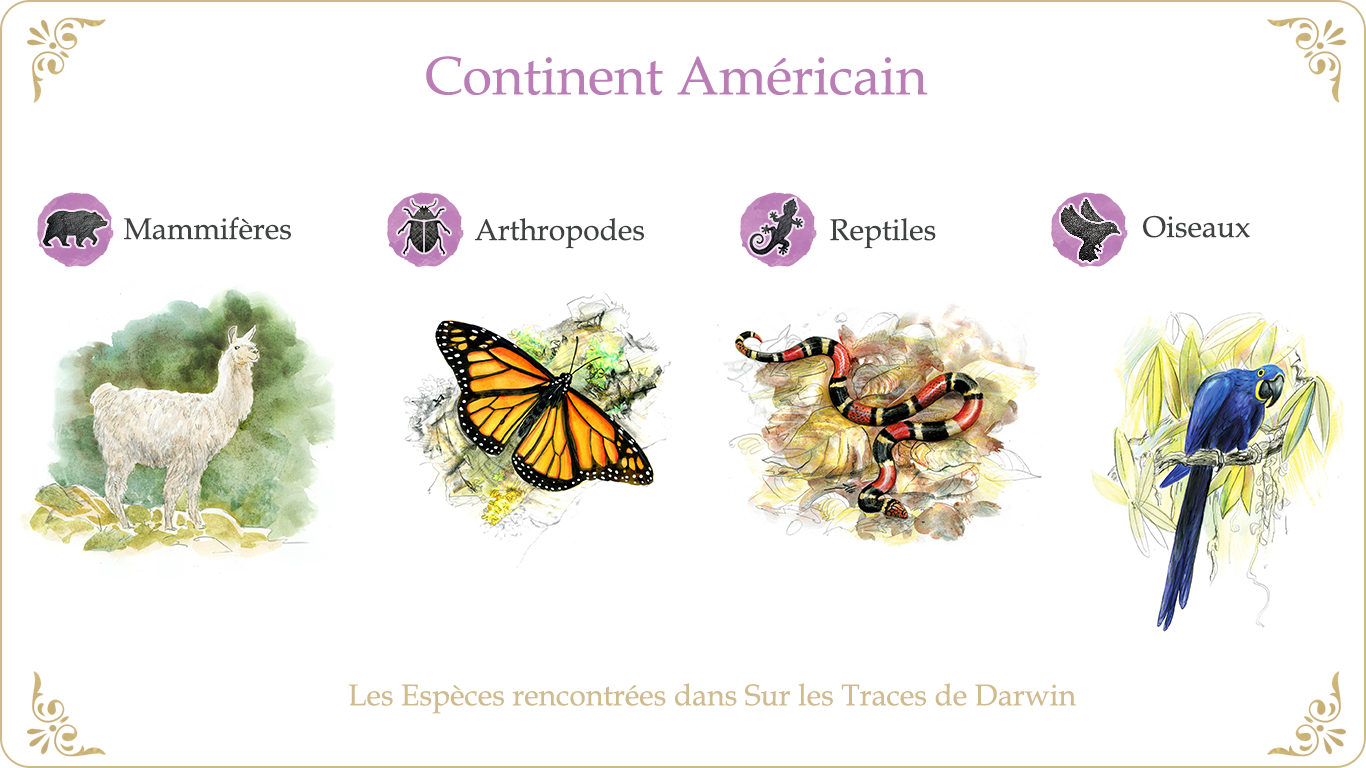 Les Animaux des 4 continents - Sorry We Are French